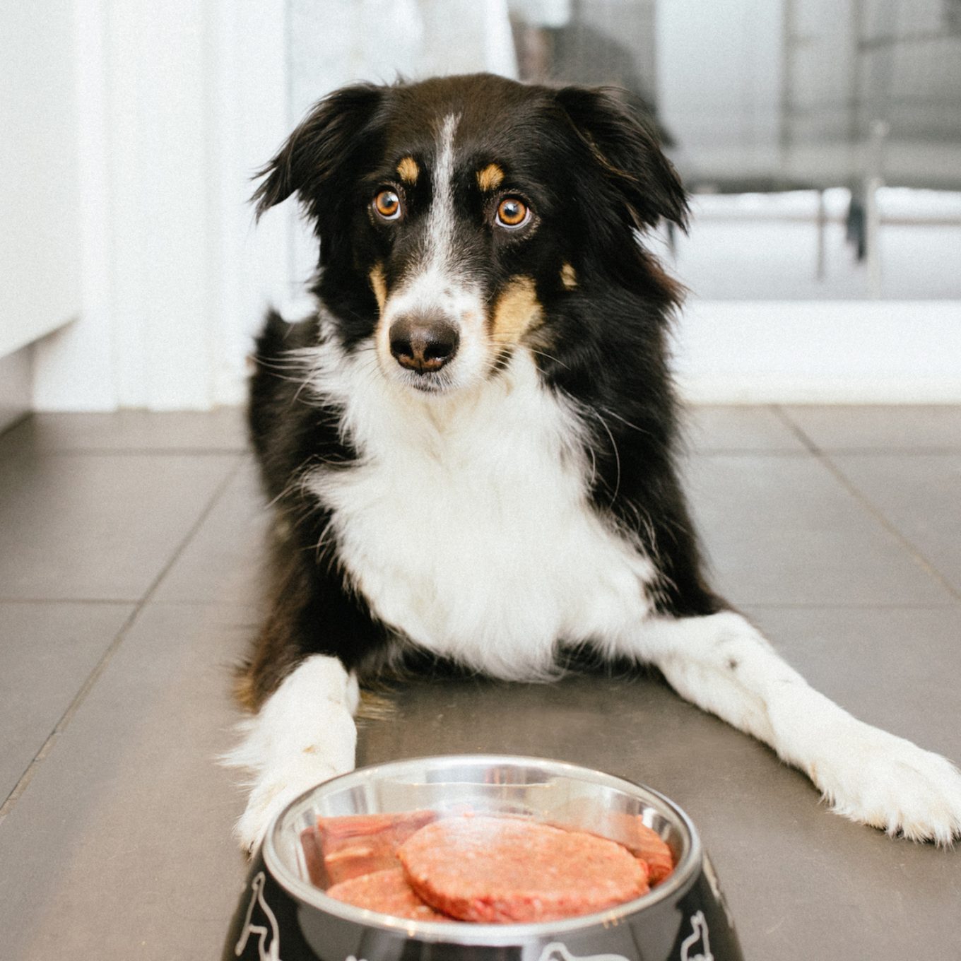 Dinde crue pour chiens | Produits du Québec | Faim Museau