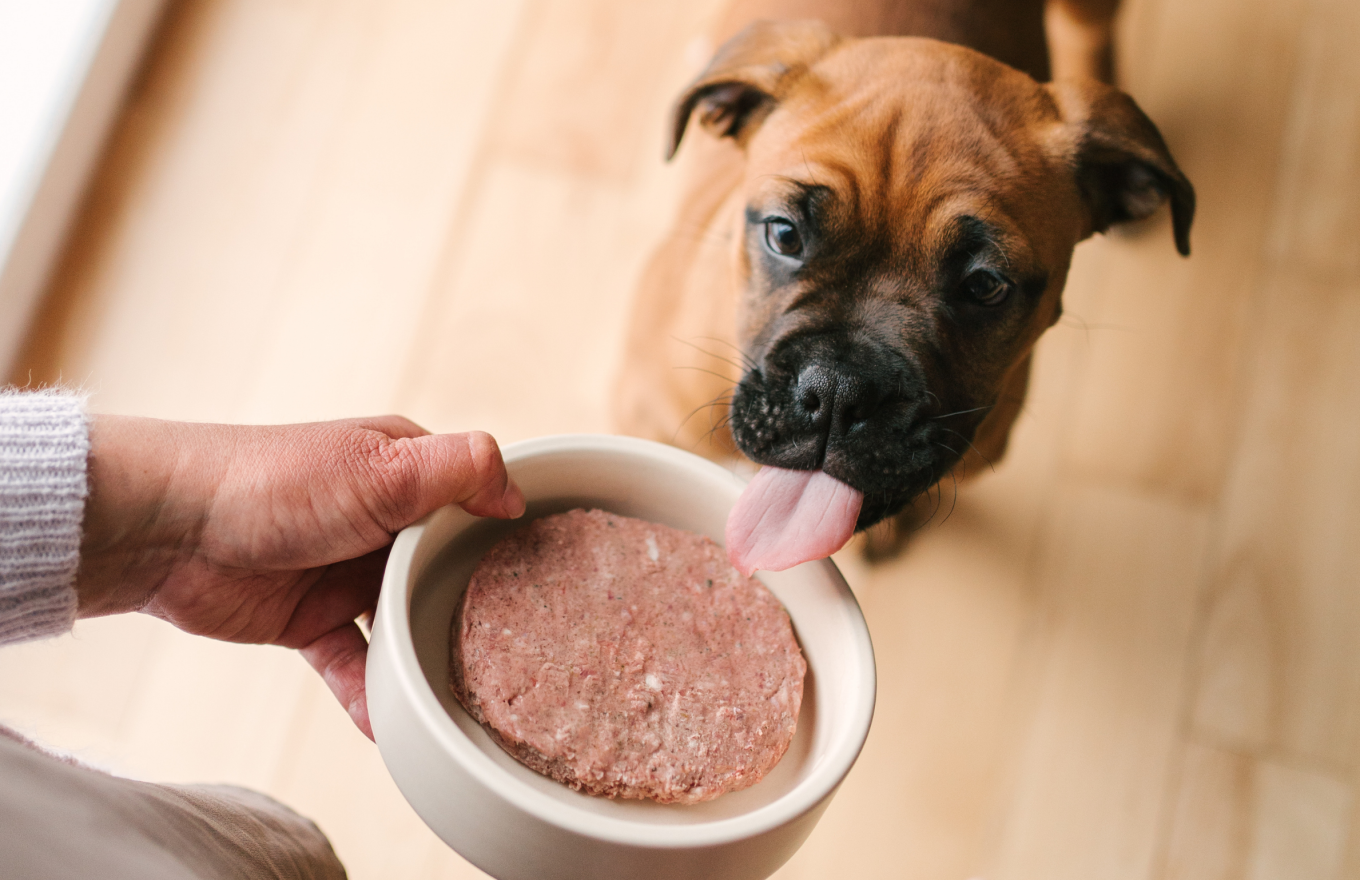 Blogue sur l'alimentation naturelle crue pour chiens et chats | Faim Museau